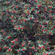 Sebe Defensiva - Venda online ao melhor preço