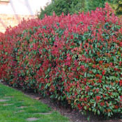 Sebe Quebra Vista - Sebe Ecrã