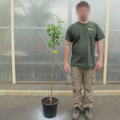 Diospireiro : venda Diospireiro / Diospyros kaki