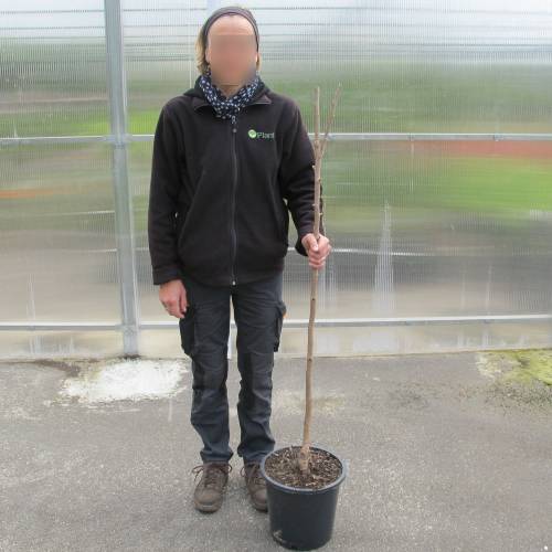 Diospireiro : venda Diospireiro / Diospyros kaki