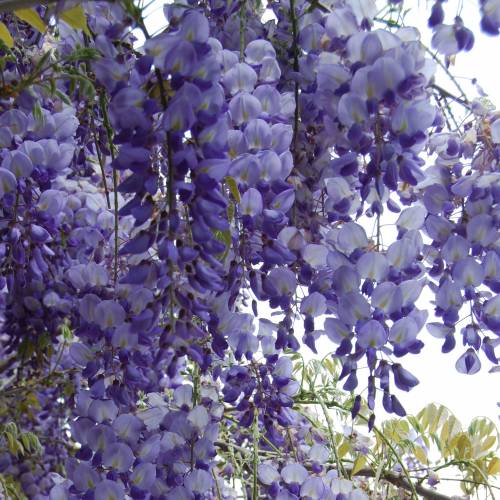 Glicínia : venda Glicínia / Wisteria sinensis