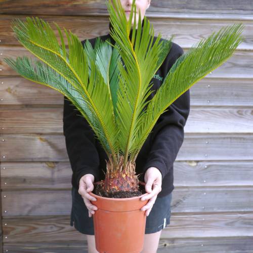 Cica : venda Cica / Cycas revoluta