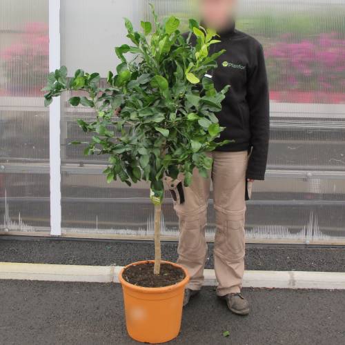 Combava : venda Combava / Citrus hystrix