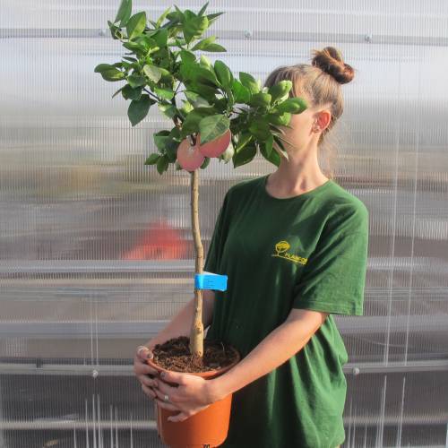 Laranjeira : venda Laranjeira / Citrus sinensis