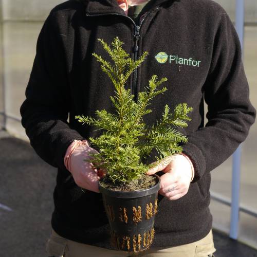 Sequóia sempre verde : venda Sequóia sempre verde / Sequoia sempervirens