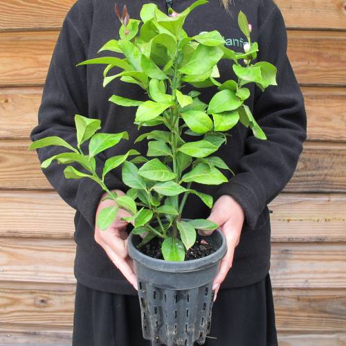 Limoeiro de 4 estações : venda Limoeiro de 4 estações / Citrus limon 4 ...