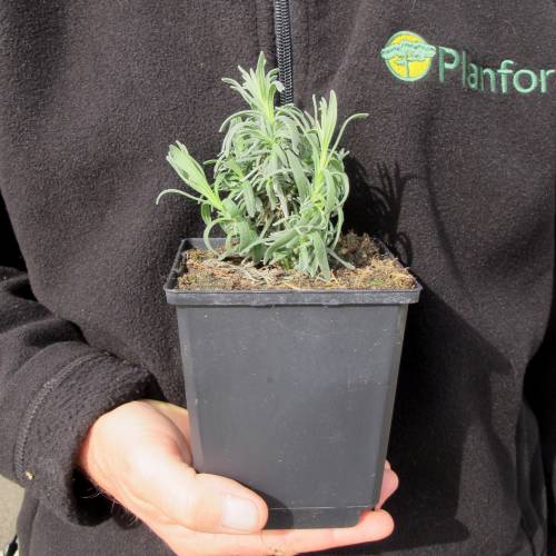 Lavanda Rosa : venda Lavanda Rosa / Lavandula angustifolia Rosea