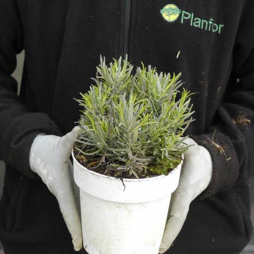 Lavanda Rosa : venda Lavanda Rosa / Lavandula angustifolia Rosea