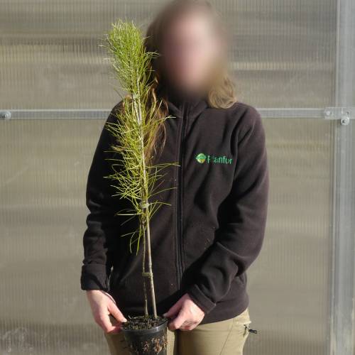 Pinheiro bravo : venda Pinheiro bravo / Pinus pinaster