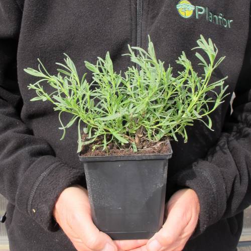 Lavanda Branca : venda Lavanda Branca / Lavandula angustifolia Alba