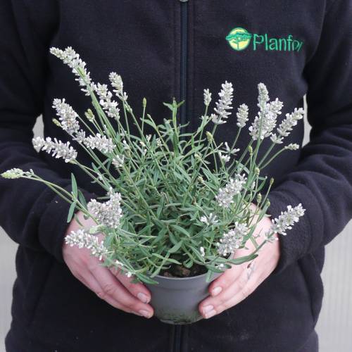 Lavanda Branca : venda Lavanda Branca / Lavandula angustifolia Alba