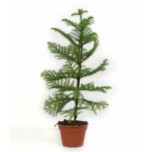 Pinheiro de Norfolk, Araucaria heterophylla : venda Pinheiro de Norfolk ...