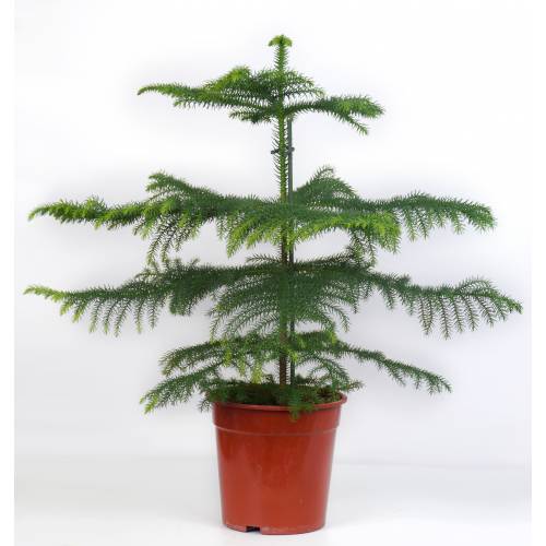 Pinheiro de Norfolk, Araucaria heterophylla : venda Pinheiro de Norfolk ...