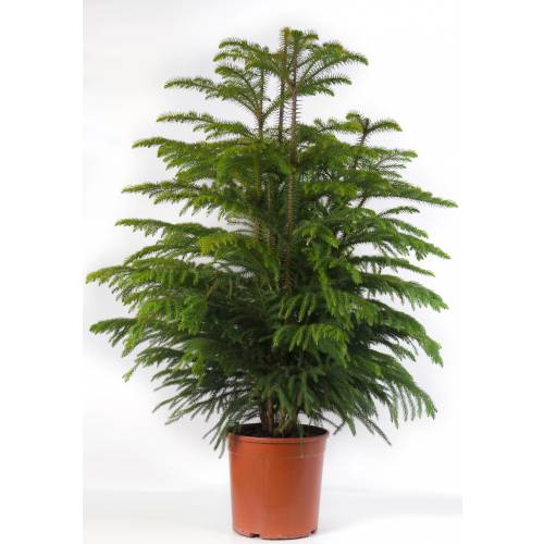 Pinheiro de Norfolk, Araucaria heterophylla : venda Pinheiro de Norfolk ...