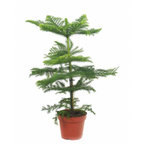 Pinheiro de Norfolk, Araucaria heterophylla : venda Pinheiro de Norfolk ...
