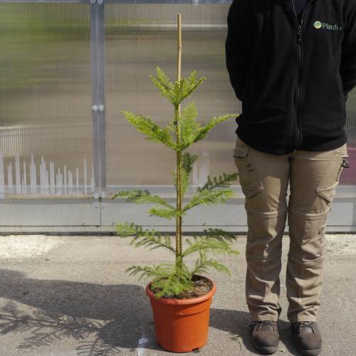 Pinheiro de Norfolk, Araucaria heterophylla : venda Pinheiro de Norfolk ...