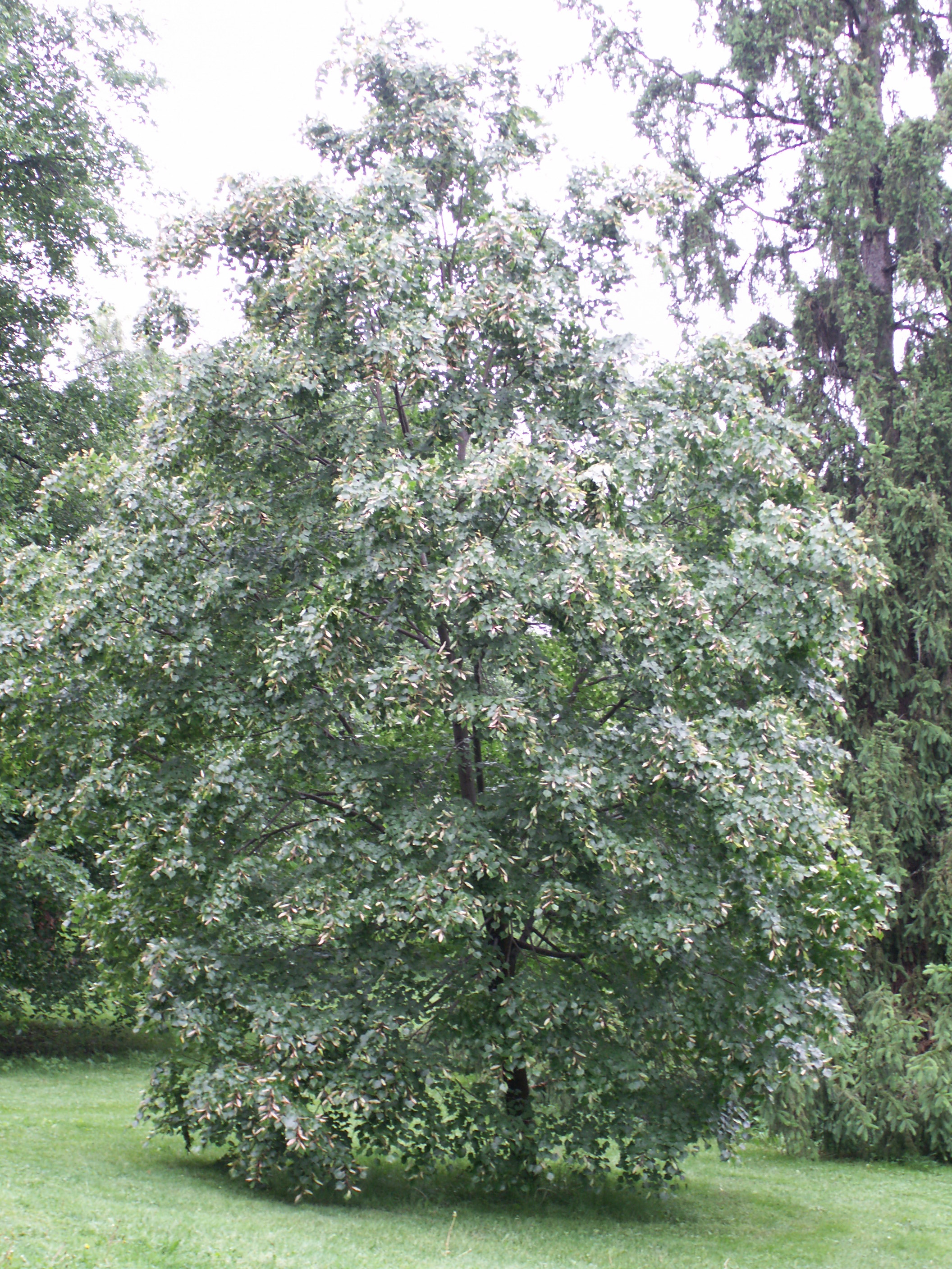 Tília da Mongólia : venda Tília da Mongólia / Tilia mongolica