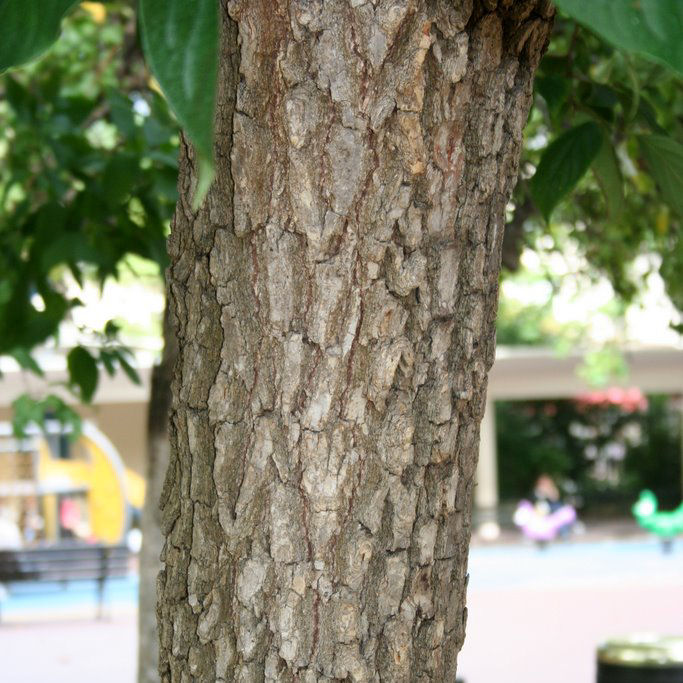 Diospireiro : venda Diospireiro / Diospyros kaki