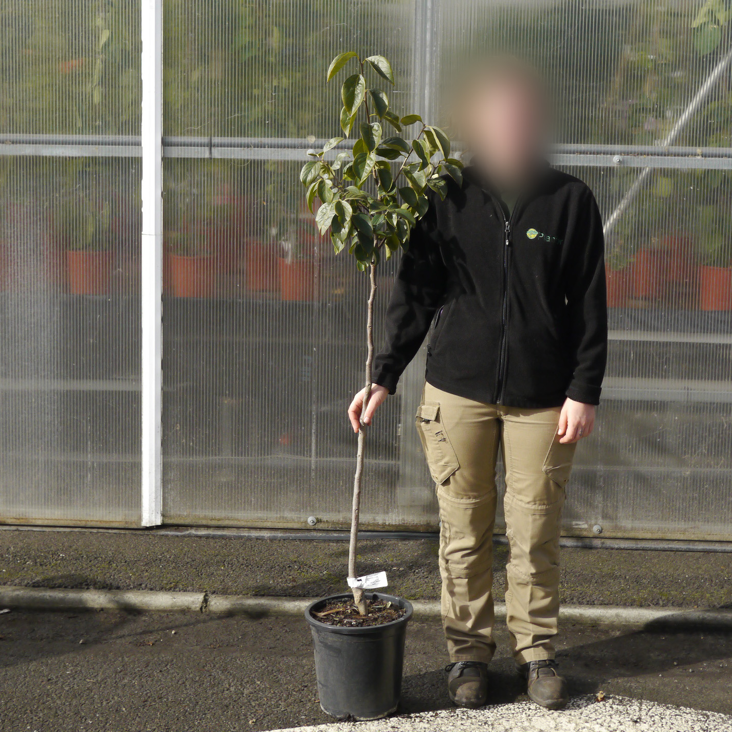 Diospireiro : venda Diospireiro / Diospyros kaki