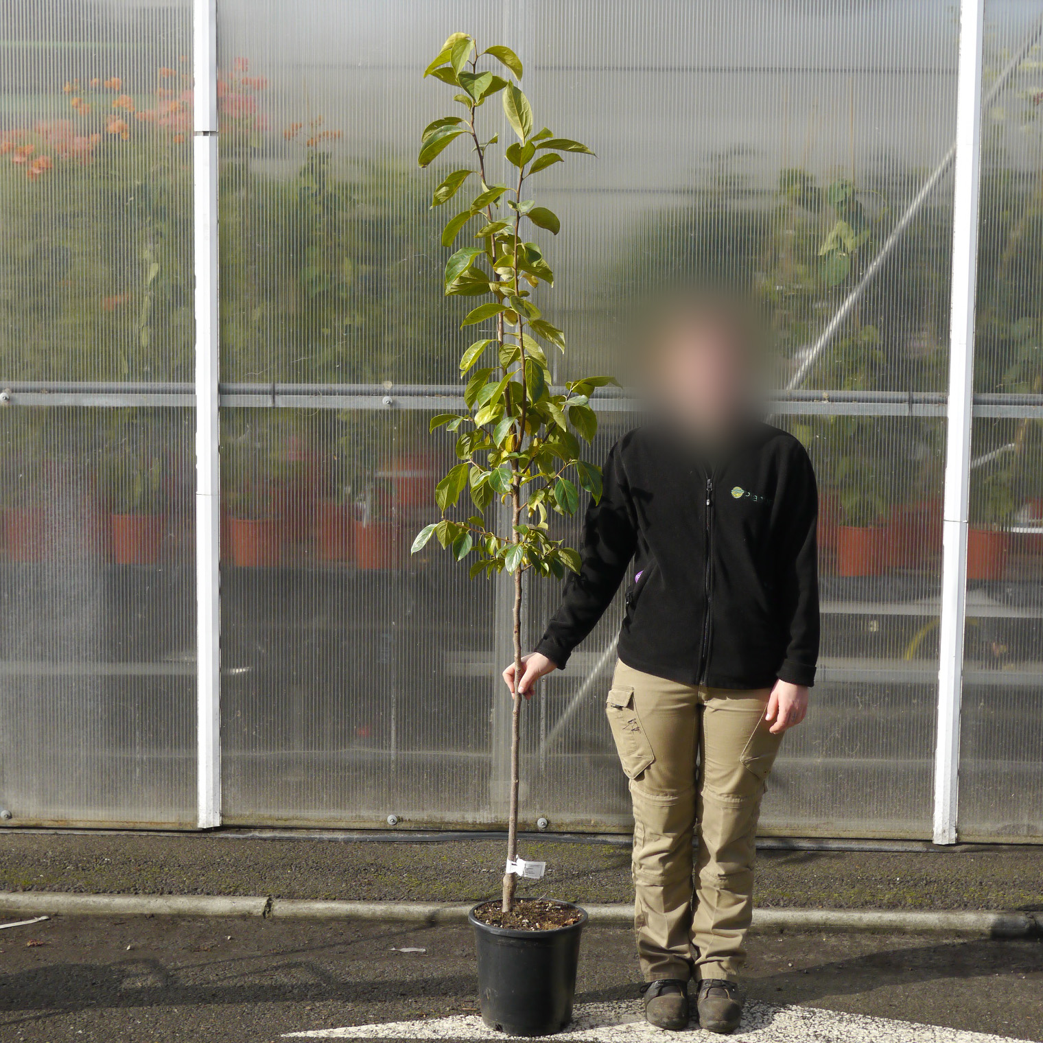 Diospireiro : venda Diospireiro / Diospyros kaki