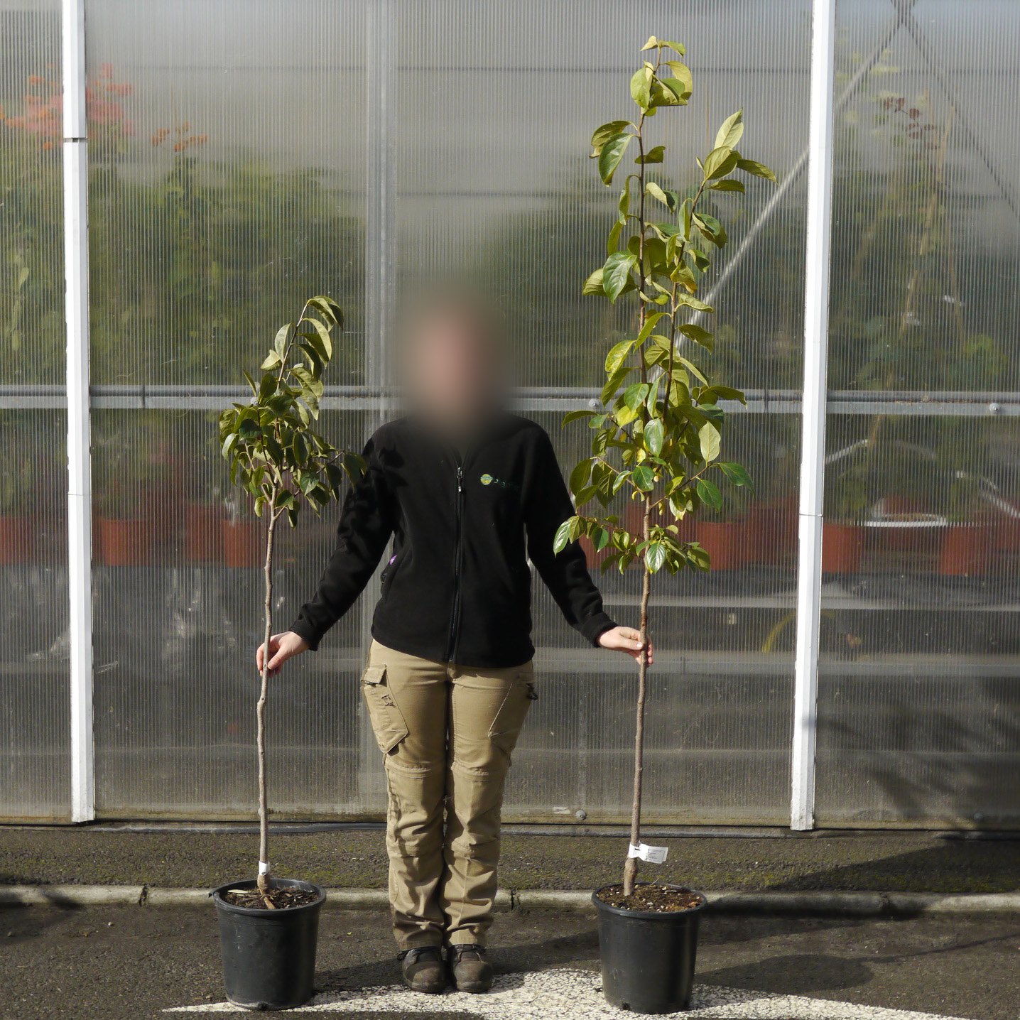 Diospireiro : venda Diospireiro / Diospyros kaki