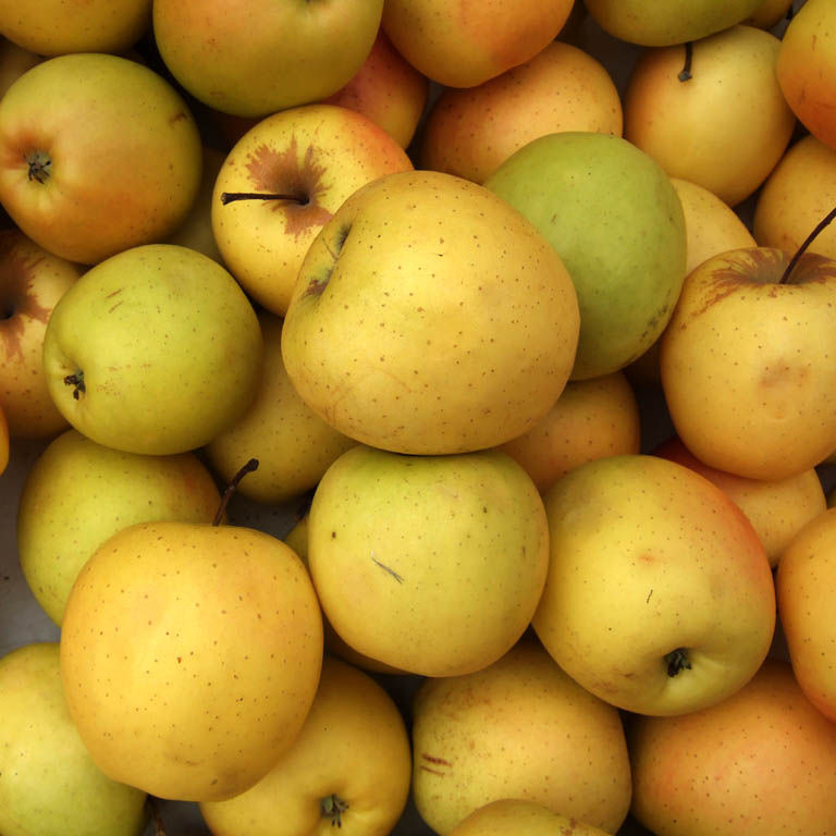 Macieira 'Golden delicious' : venda Macieira 'Golden delicious' / Malus ...