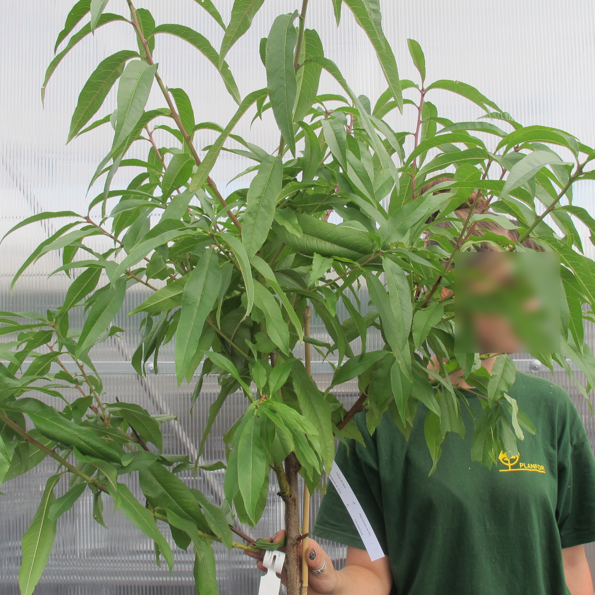 Pessegueiro de vinha com carne branca : venda Pessegueiro de vinha com ...