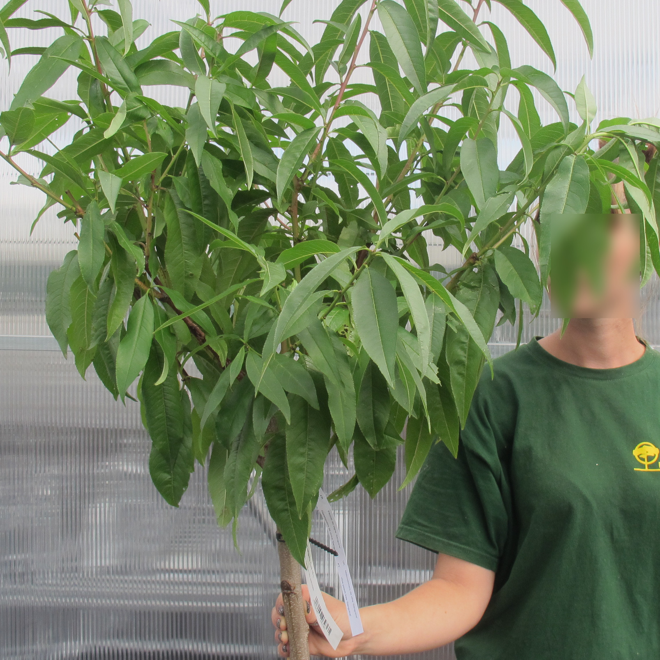 Pessegueiro de vinha com carne branca : venda Pessegueiro de vinha com ...