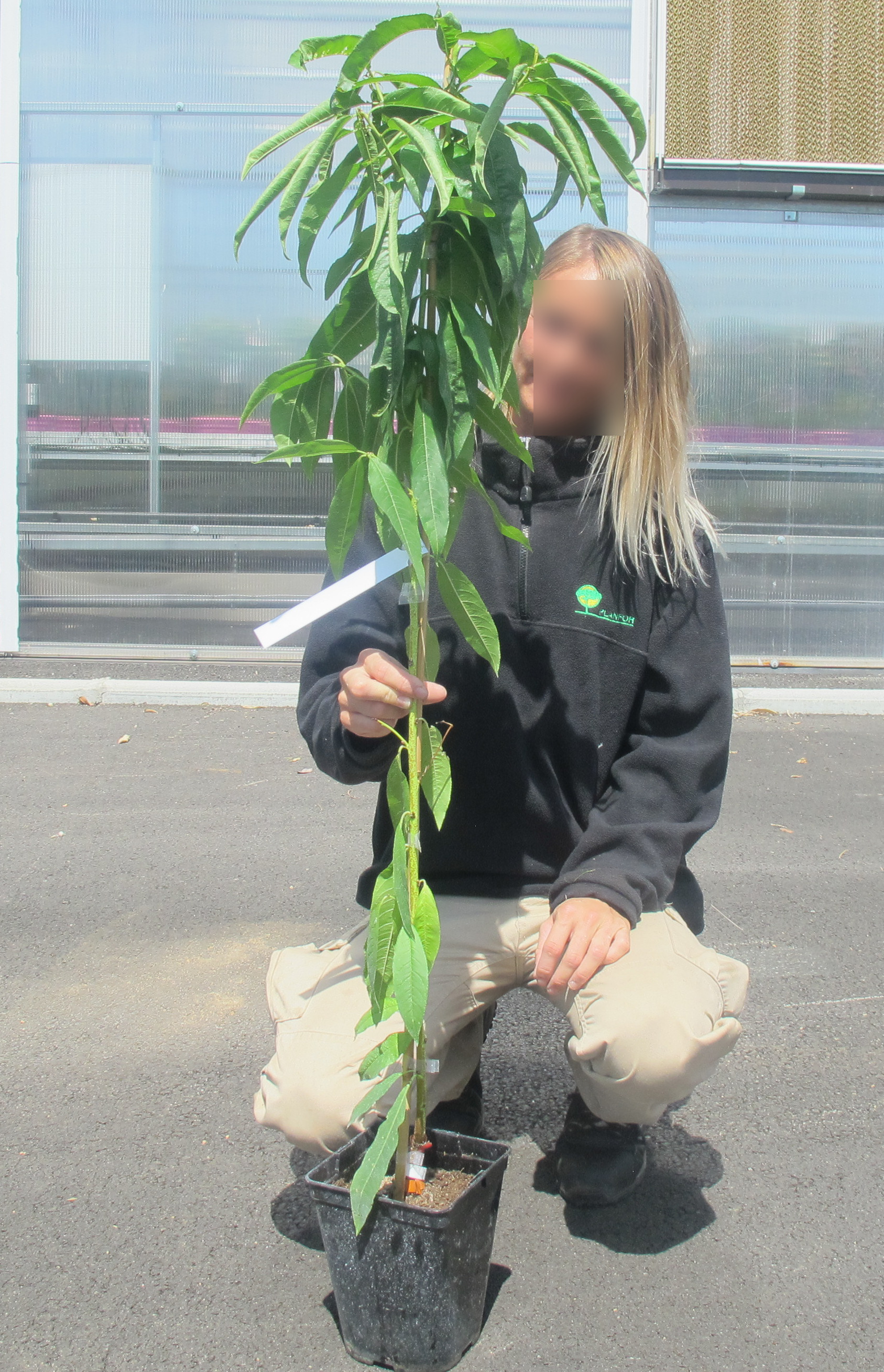 Pessegueiro de vinha com carne branca : venda Pessegueiro de vinha com ...