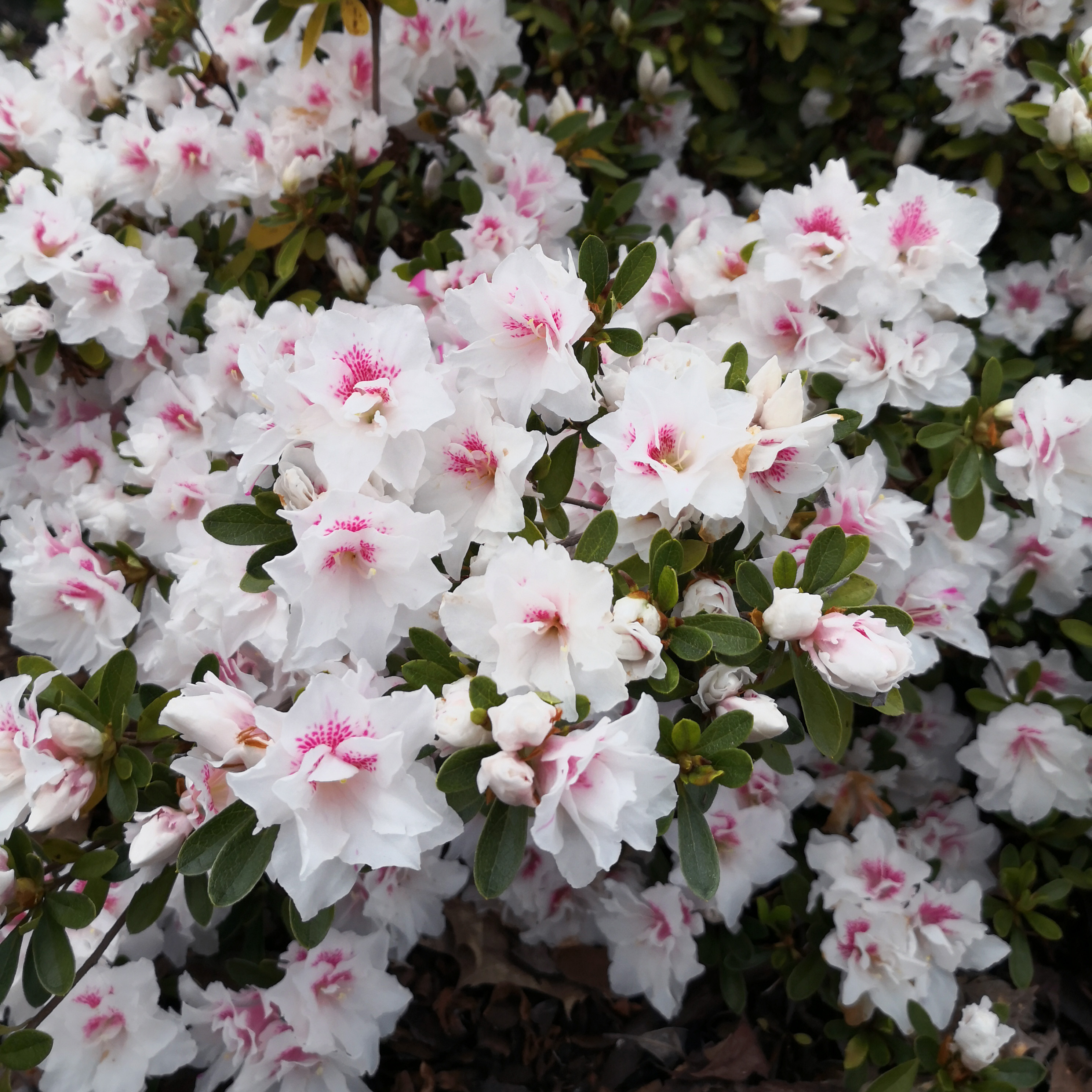 Azálea japonesa branca : venda Azálea japonesa branca / Azalea japonica ...