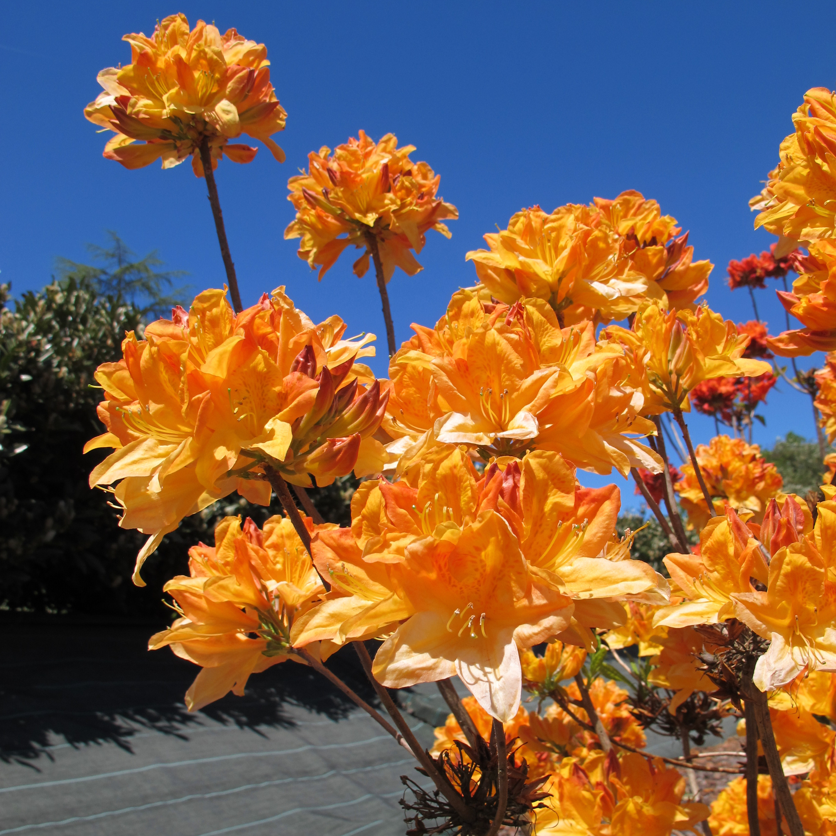 Azalea mollis 'Golden Flare ' : venda Azalea mollis 'Golden Flare ...