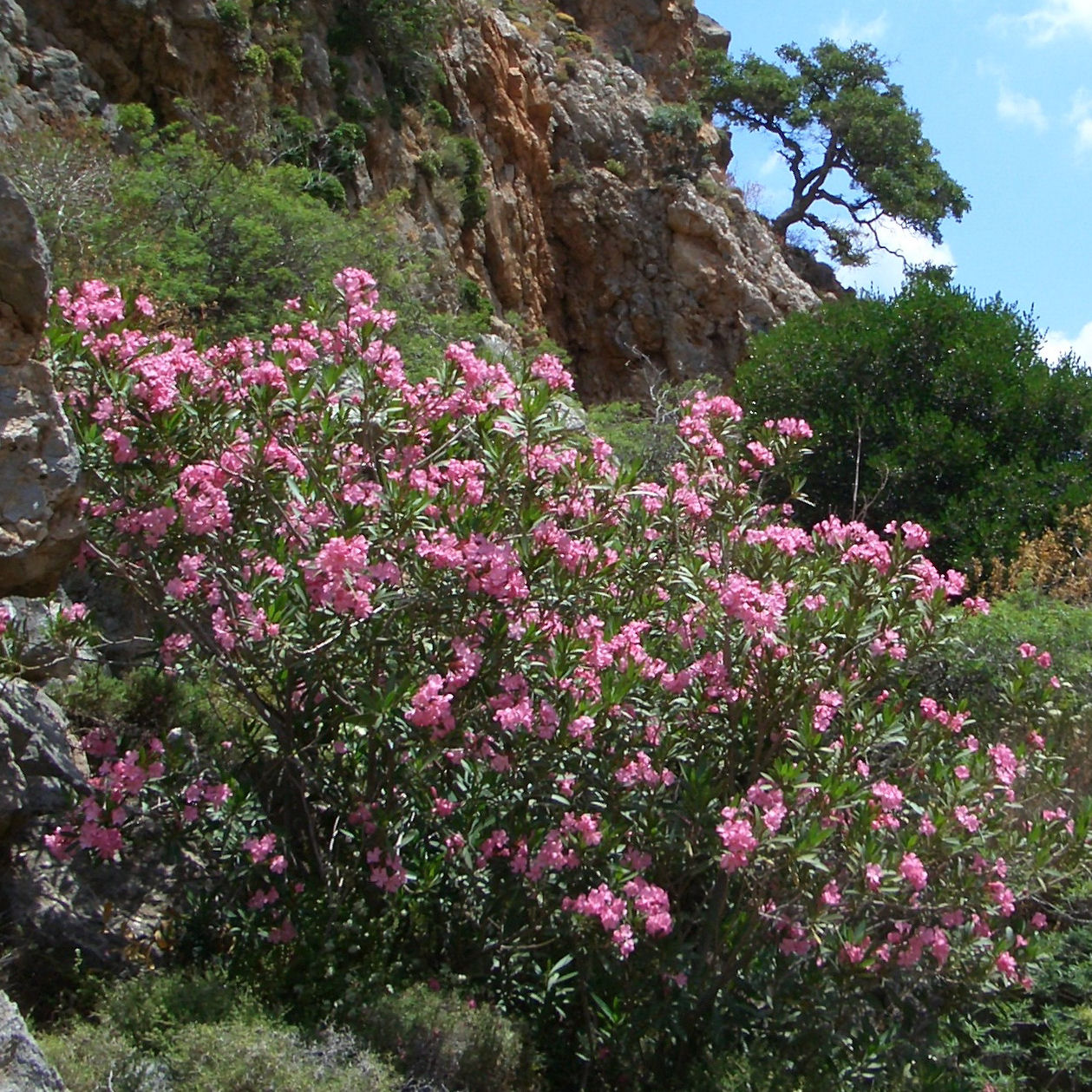 Oleandro rosa : venda Oleandro rosa / Nerium oleander rosea 1