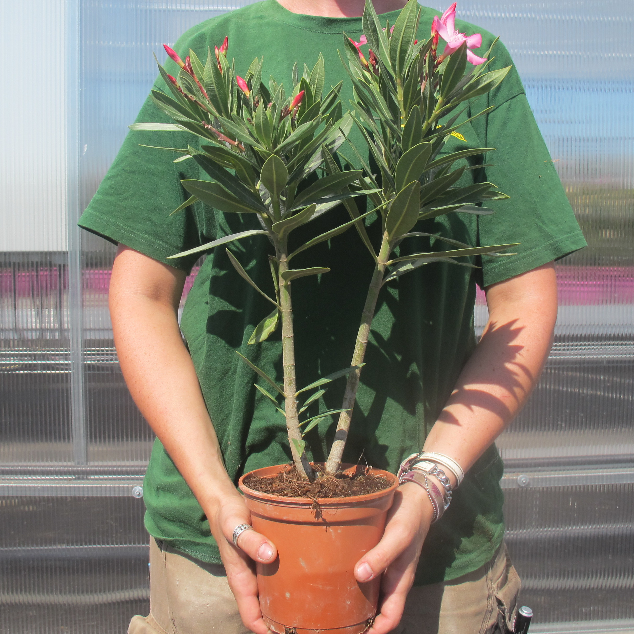 Oleandro rosa : venda Oleandro rosa / Nerium oleander rosea 1