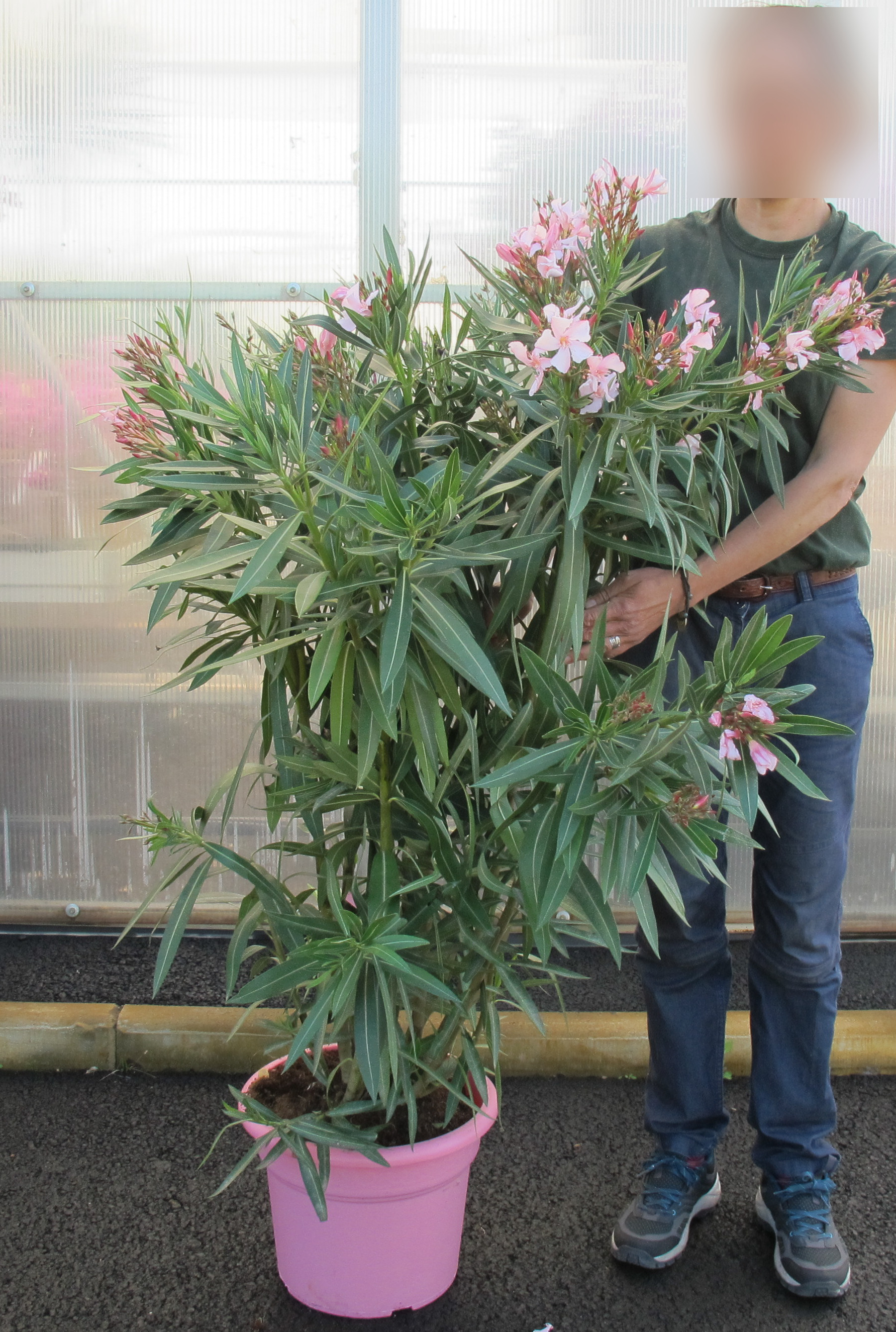 Oleandro rosa : venda Oleandro rosa / Nerium oleander rosea 1