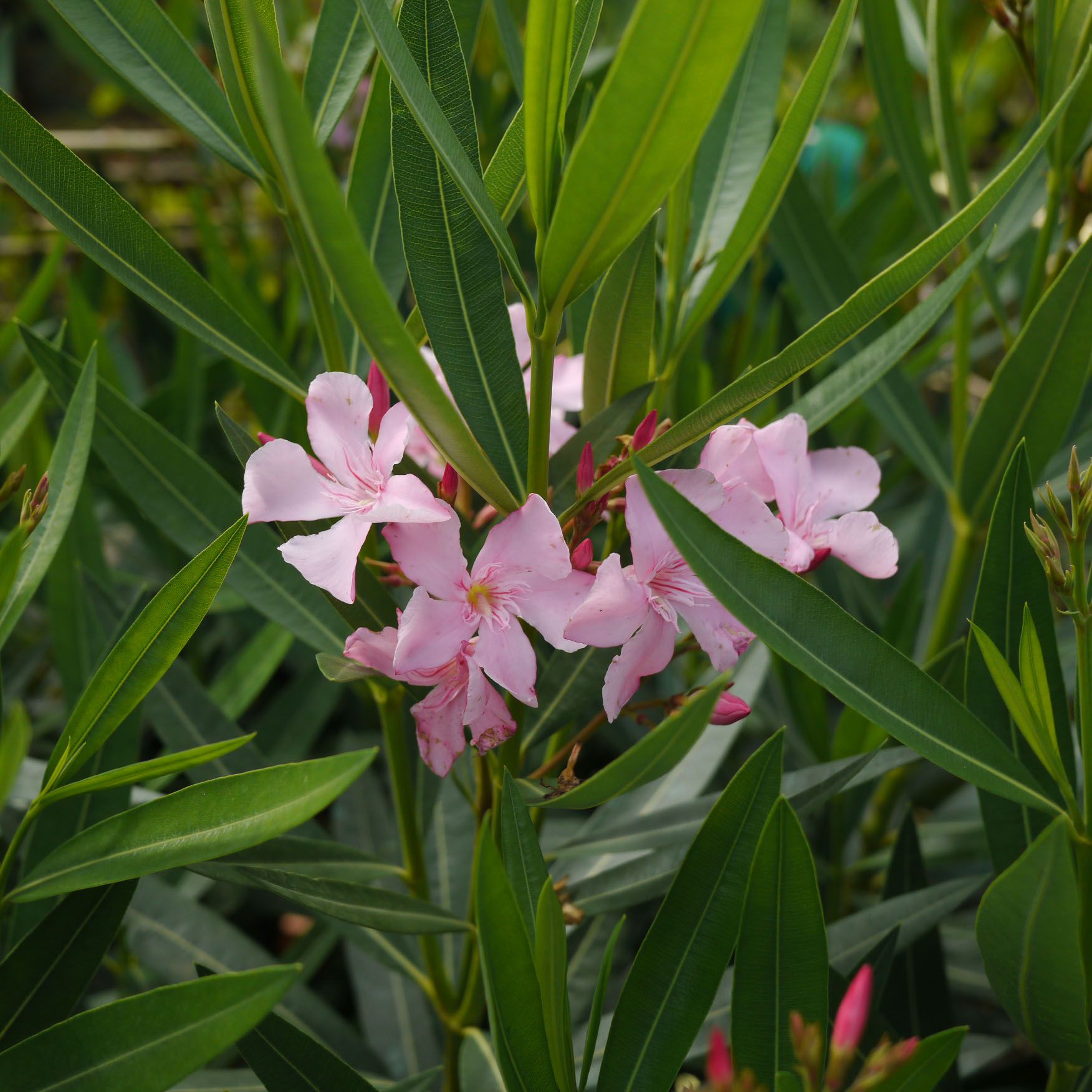 Oleandro rosa : venda Oleandro rosa / Nerium oleander rosea 1