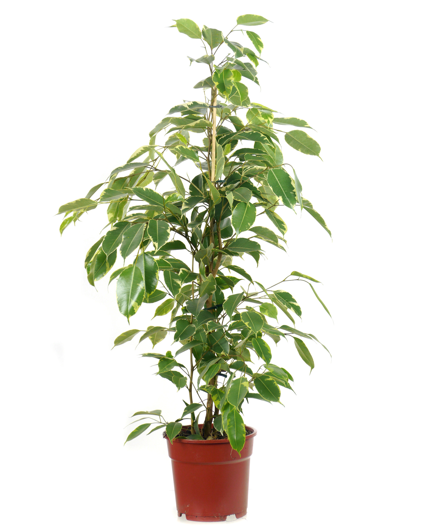 Ficus 'Golden King' : venda Ficus 'Golden King' / Ficus Golden King