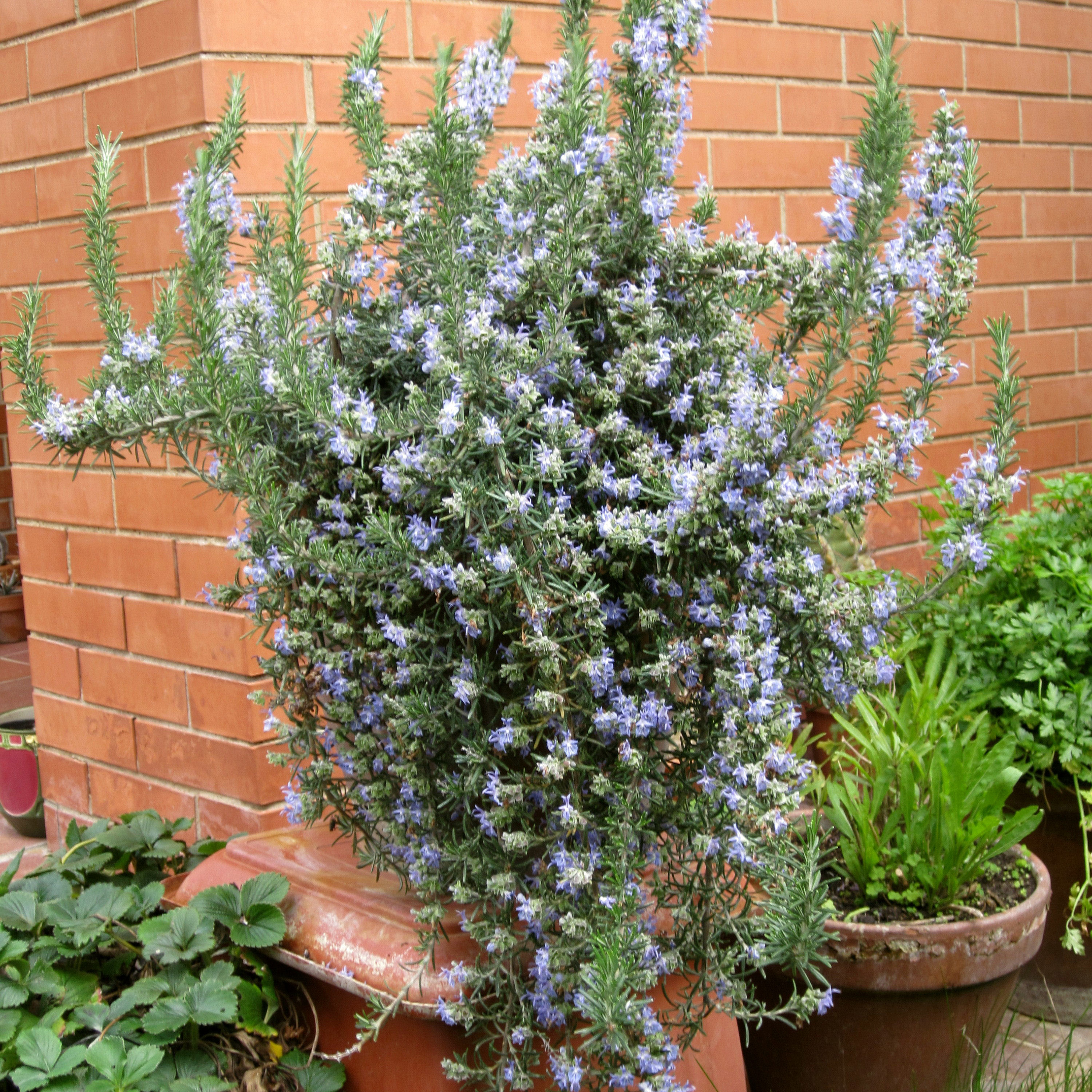 Alecrim rastejante : venda Alecrim rastejante / Rosmarinus officinalis ...