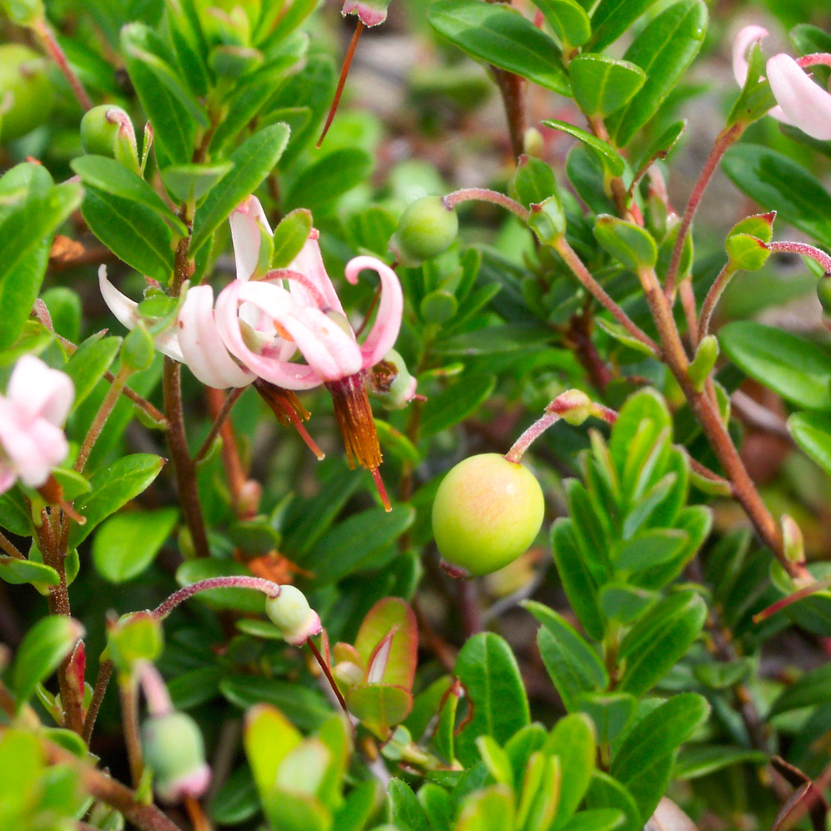 Arando de frutos grandes : venda Arando de frutos grandes / Vaccinium ...