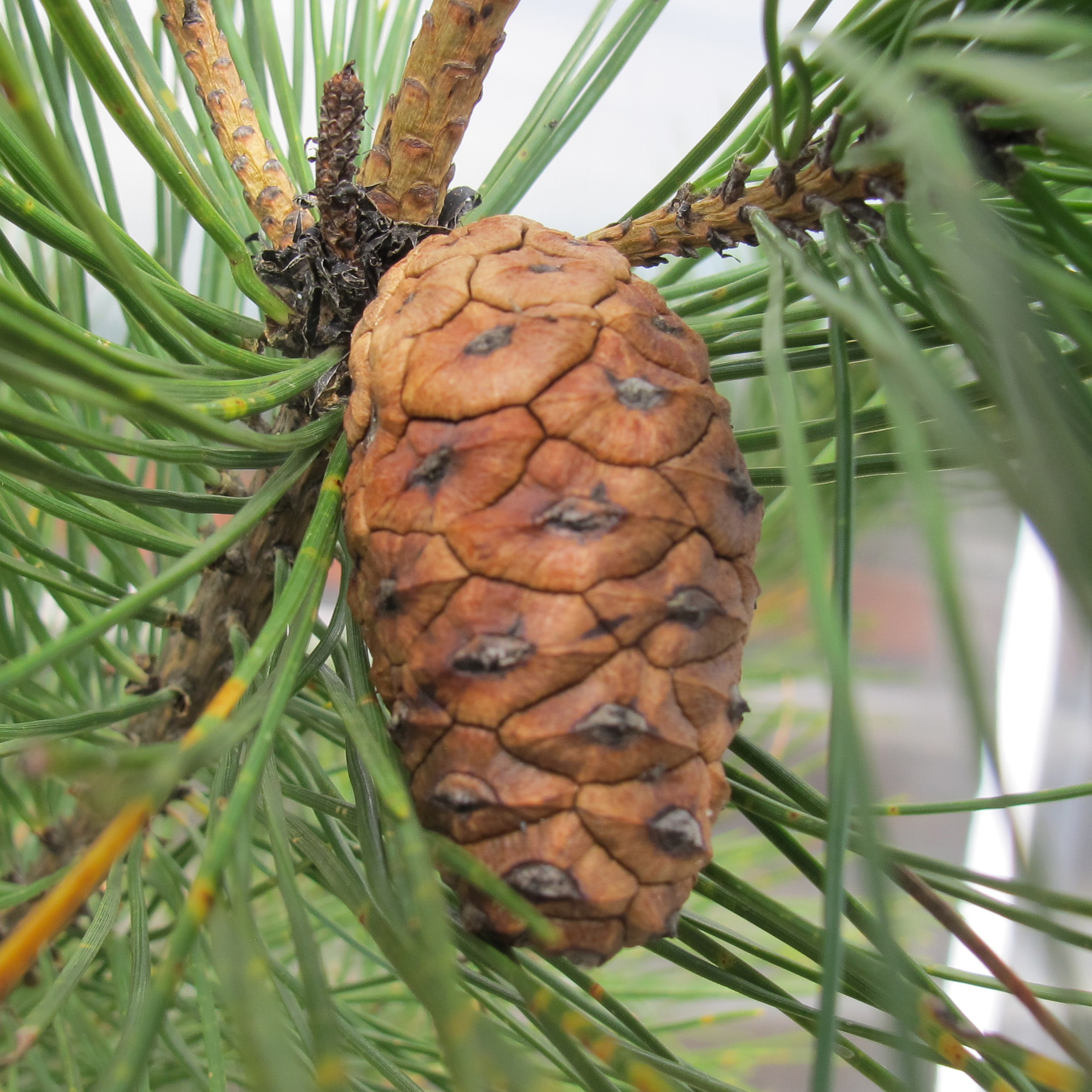 Pinheiro vermelho do Japão : venda Pinheiro vermelho do Japão / Pinus ...