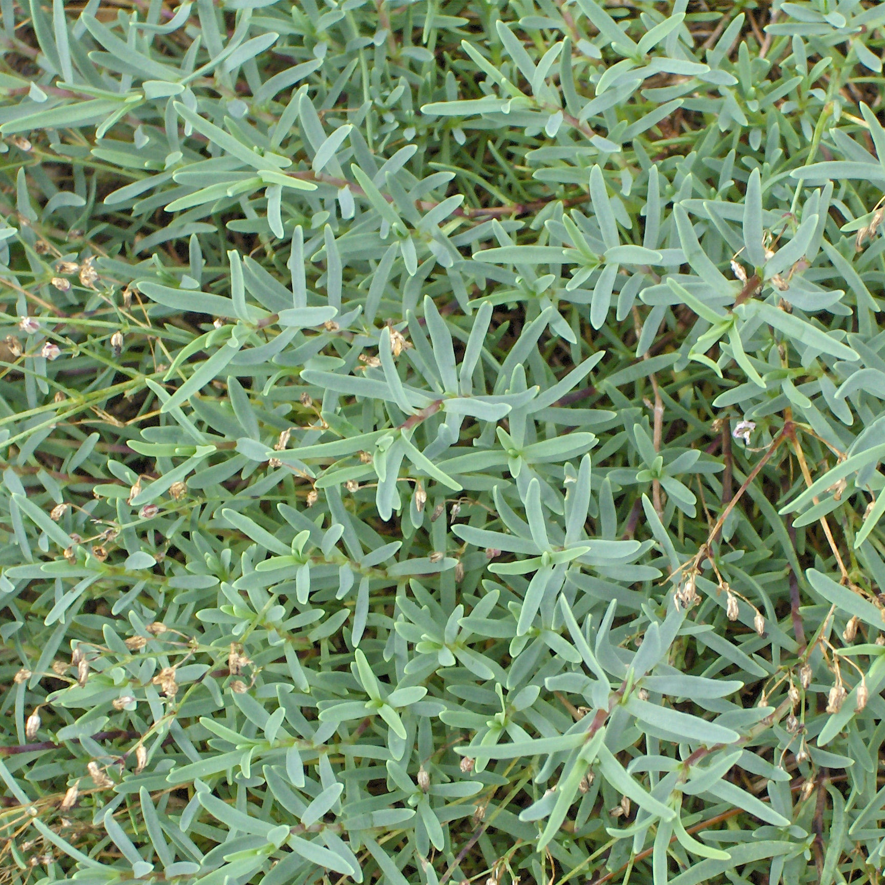 Gipsofila rastejante : venda Gipsofila rastejante / Gypsophila repens