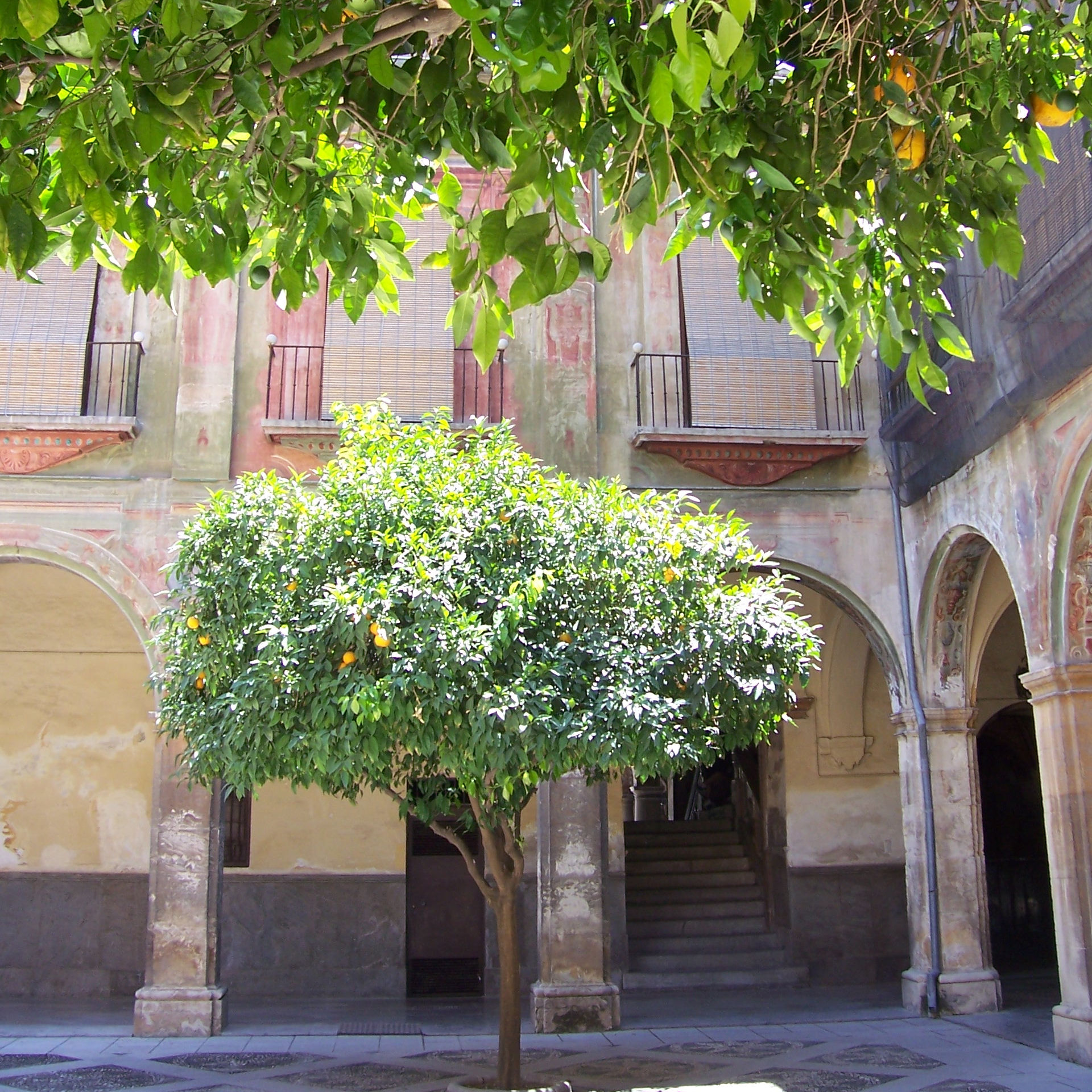 Laranjeira : venda Laranjeira / Citrus sinensis 1