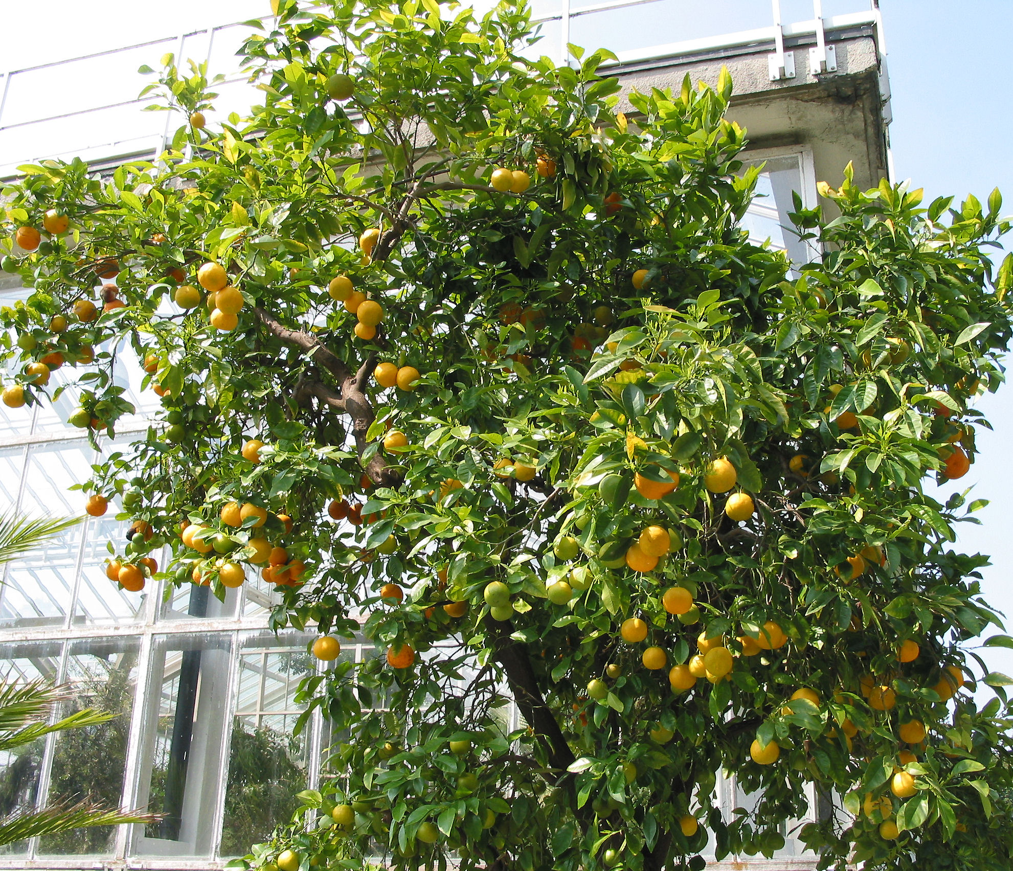 Laranjeira : venda Laranjeira / Citrus sinensis 1