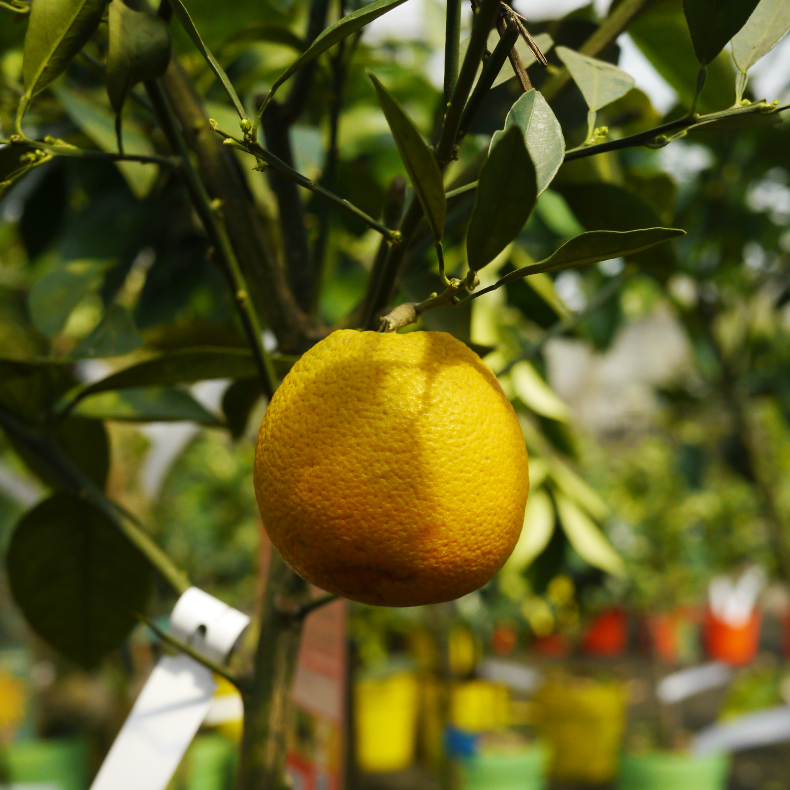 Laranjeira : venda Laranjeira / Citrus sinensis 1