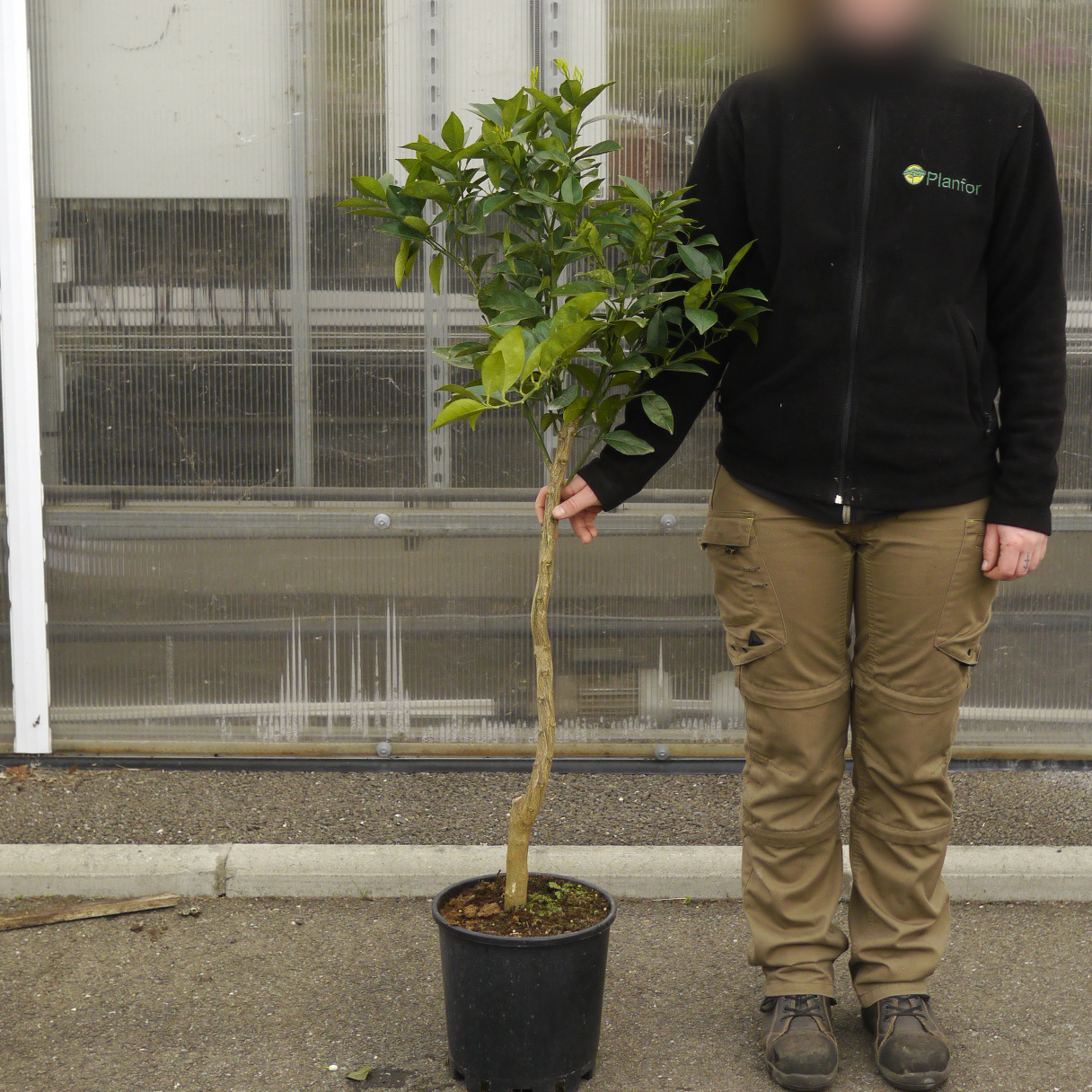 Laranjeira : venda Laranjeira / Citrus sinensis 1