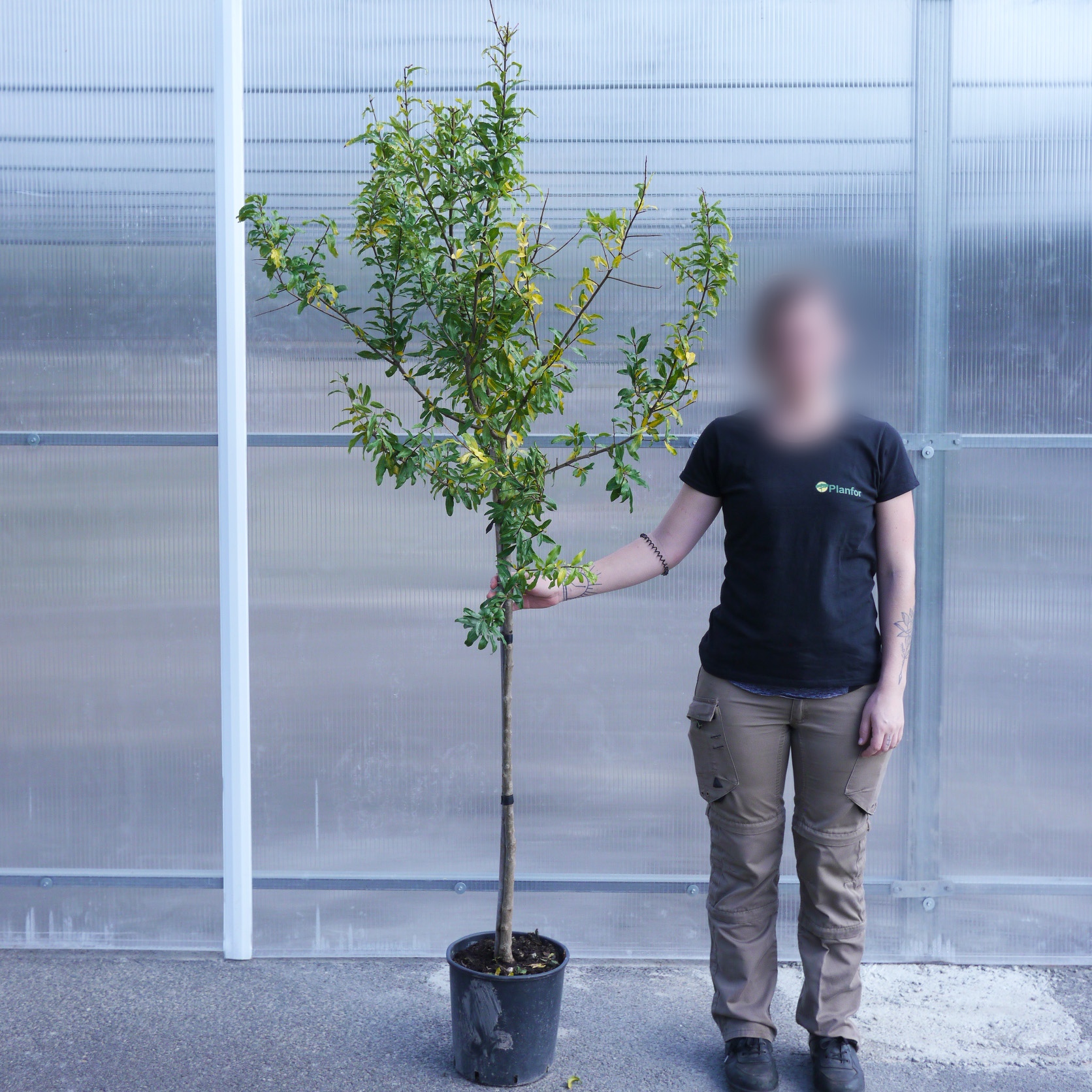 Romãzeira : venda Romãzeira / Punica granatum