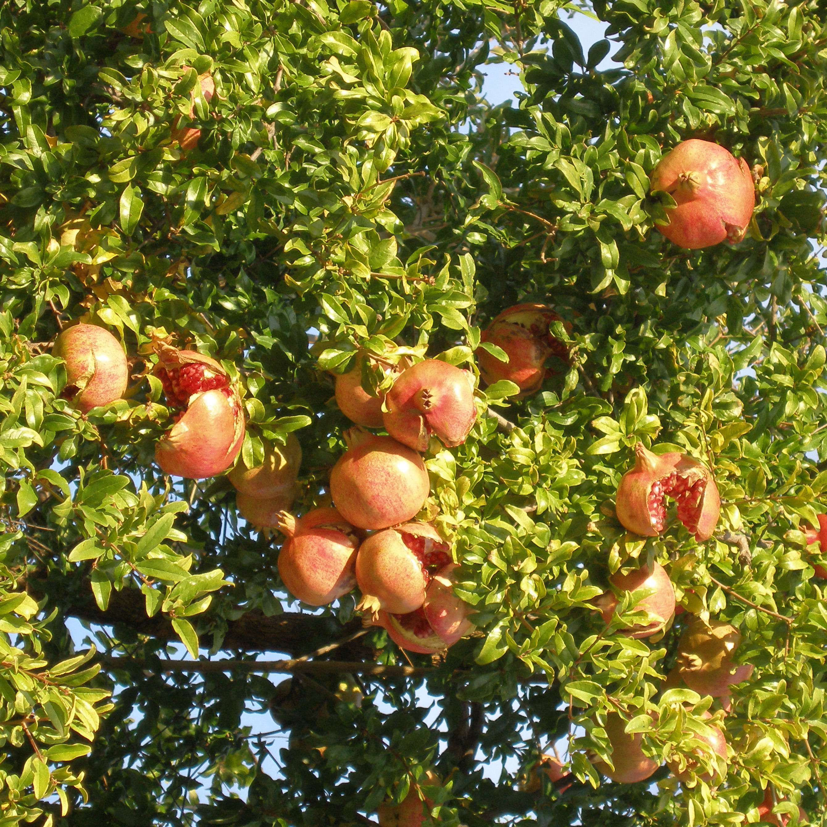 Romãzeira : venda Romãzeira / Punica granatum