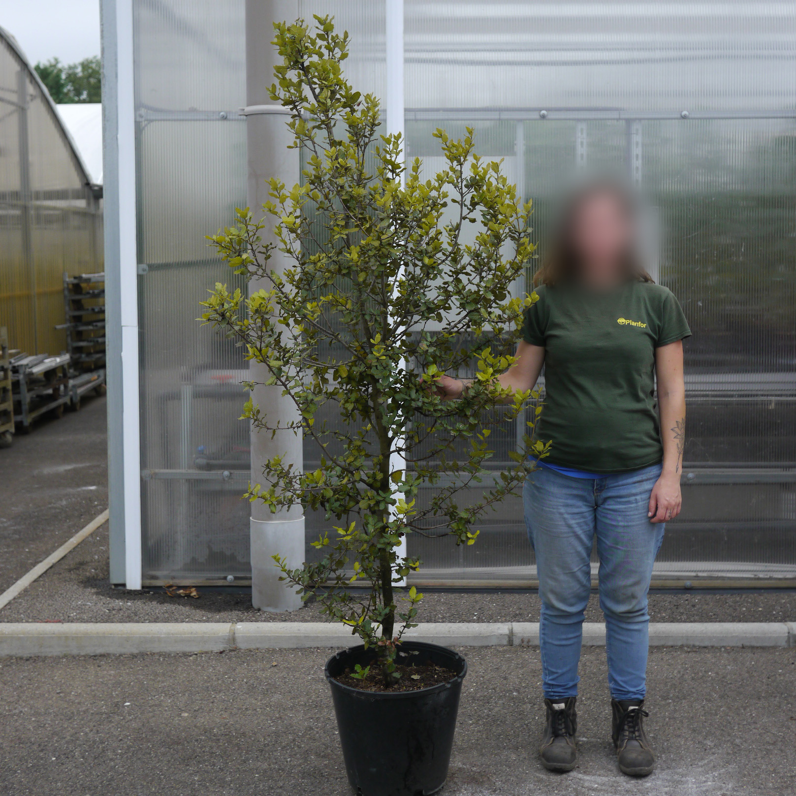 Azinheira : venda Azinheira / Quercus ilex