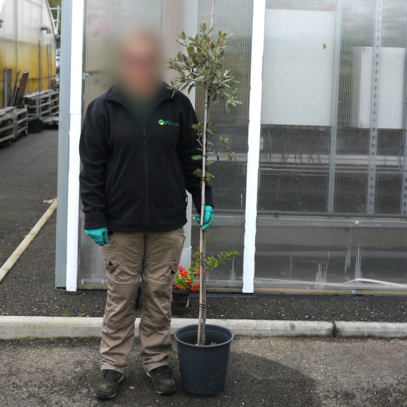 Azinheira : venda Azinheira / Quercus ilex