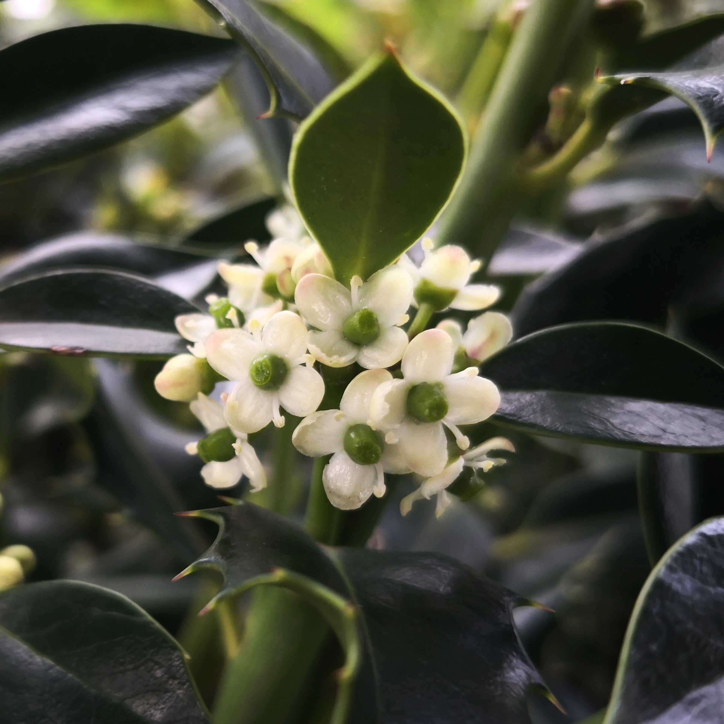 Azevinho 'Alaska' : venda Azevinho 'Alaska' / Ilex aquifolium Alaska