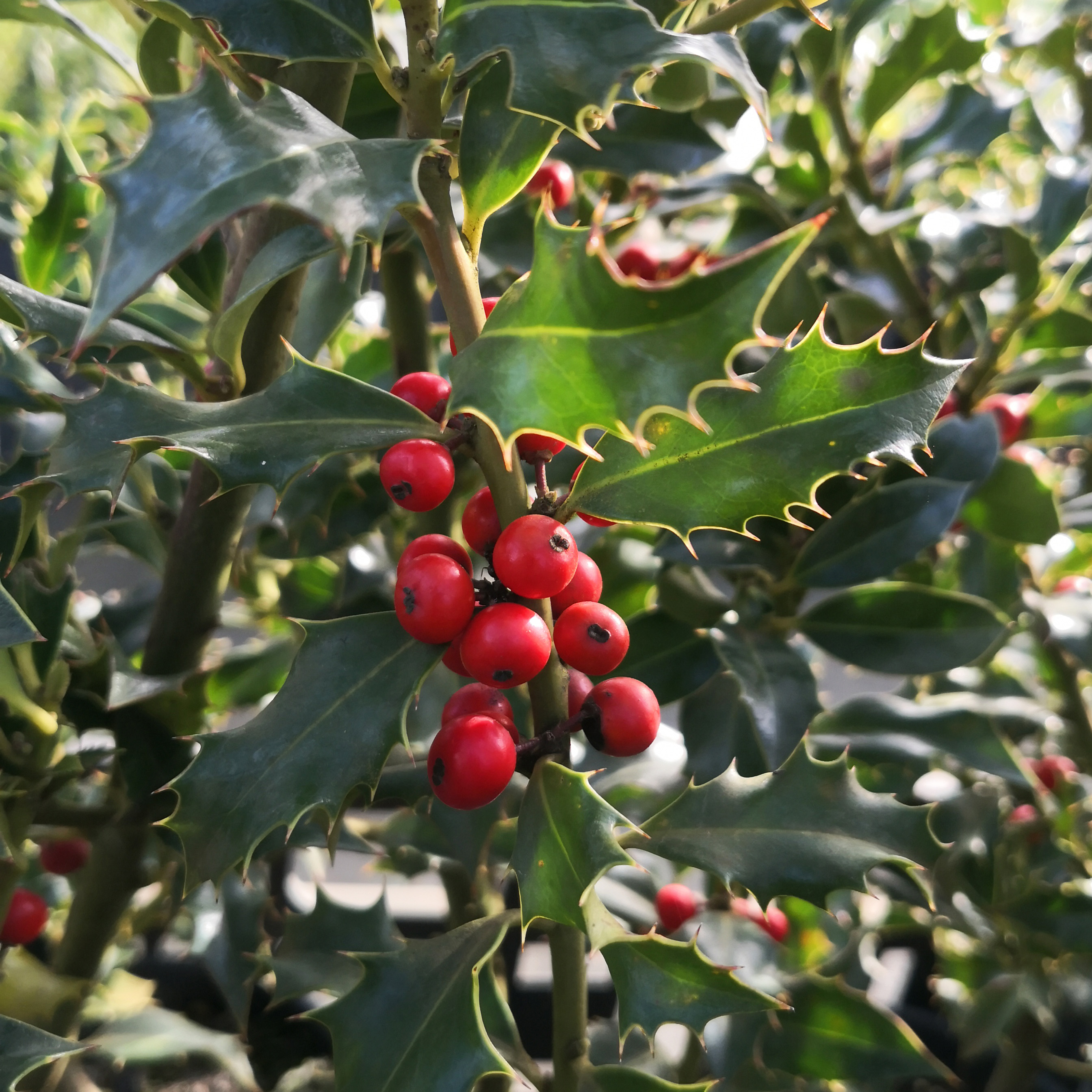 Azevinho 'Alaska' : venda Azevinho 'Alaska' / Ilex aquifolium Alaska